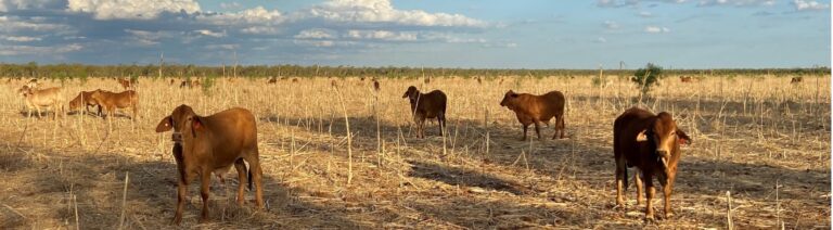 Crops for cattle - FutureBeef
