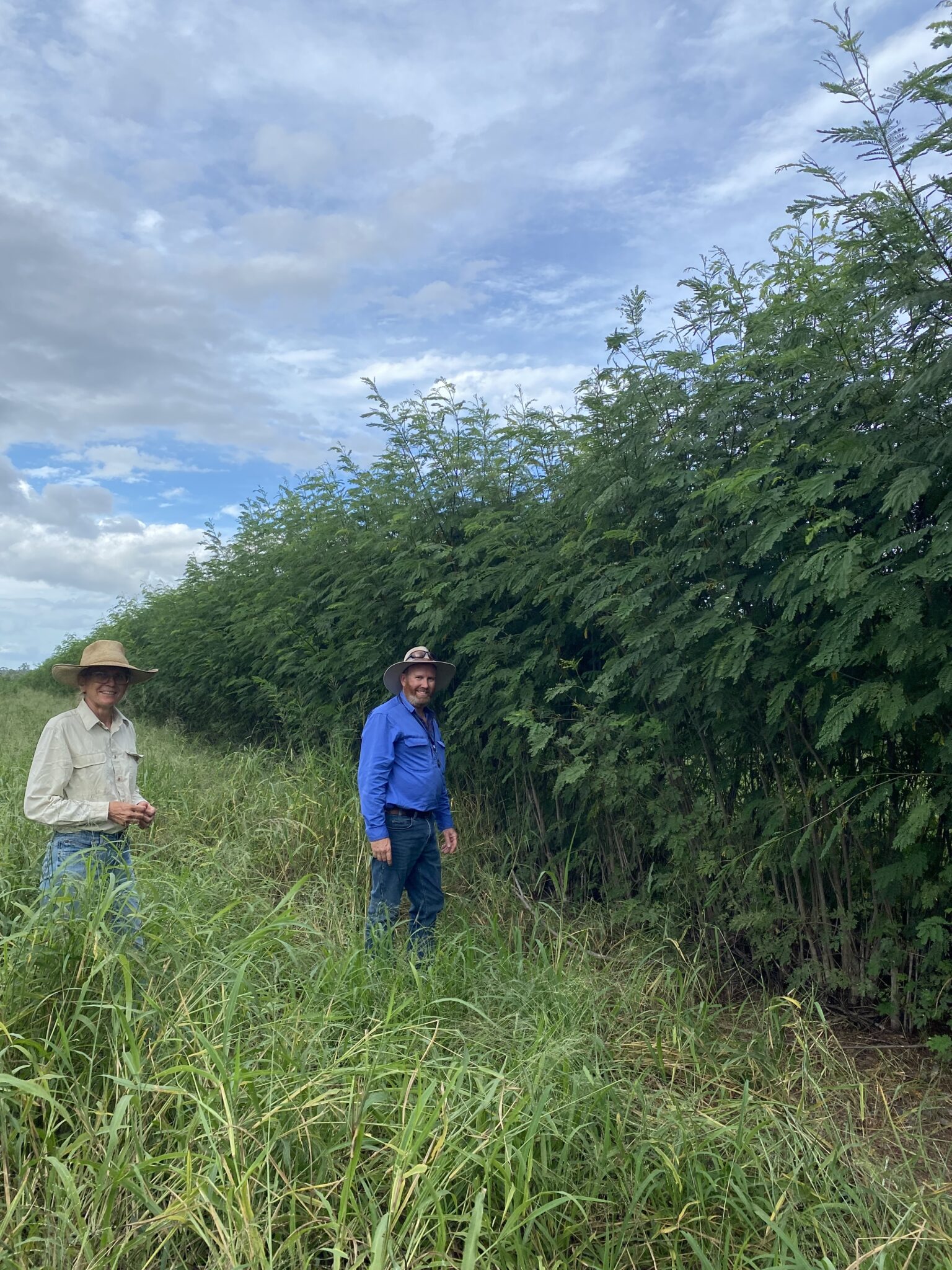 Queensland Pasture Resilience Program - FutureBeef