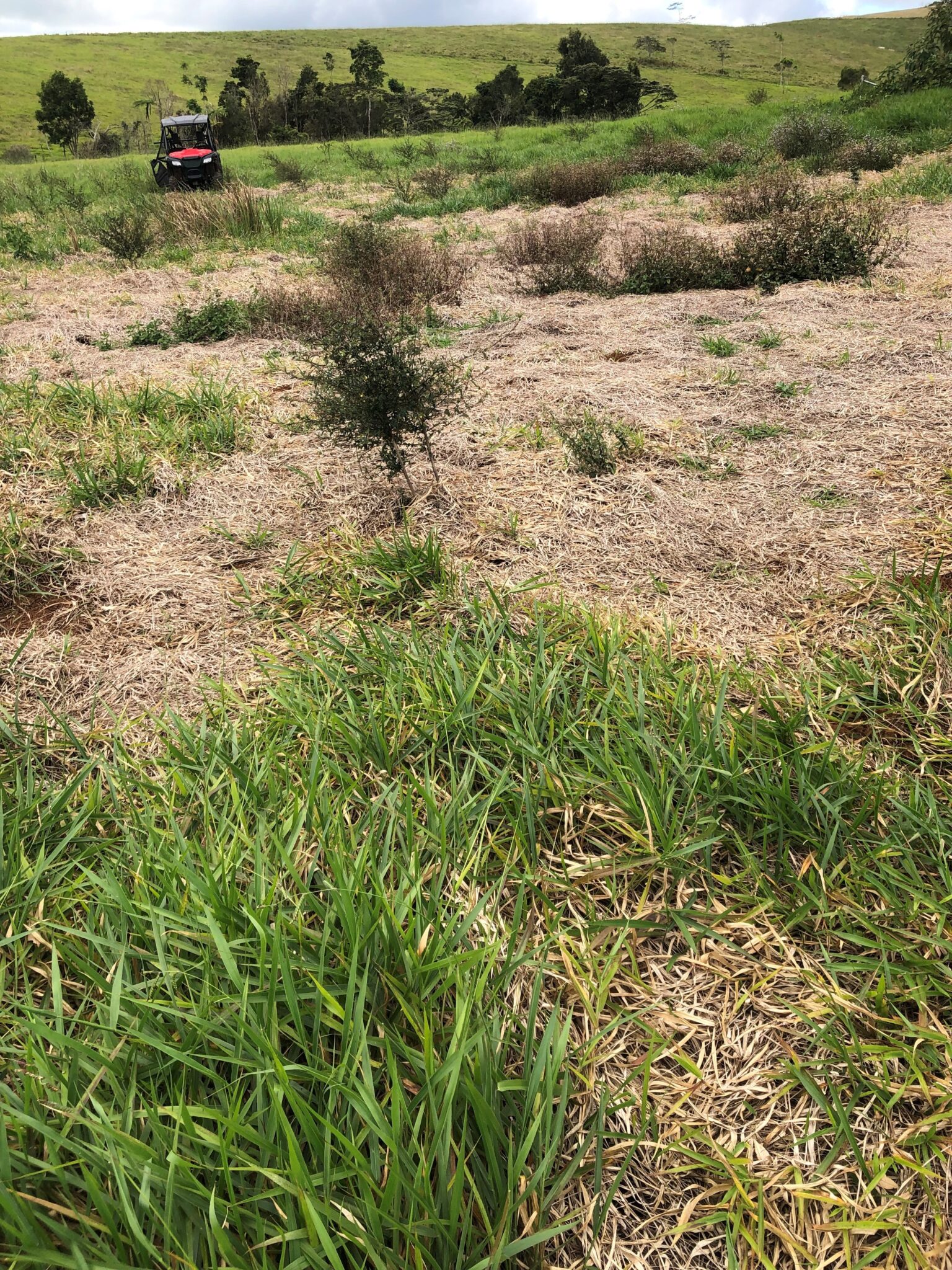 Pasture Dieback - FutureBeef