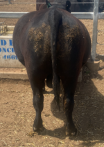 Bloat in cattle - FutureBeef