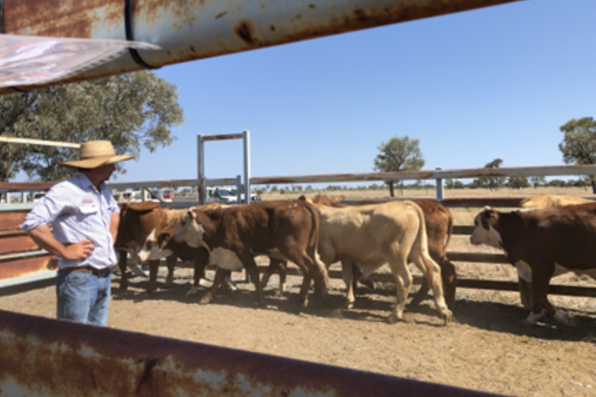 Stepping up for a challenge - preview - FutureBeef