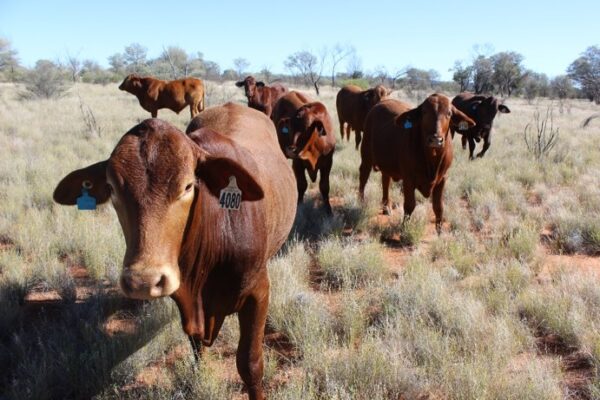 Does it matter how much grass your cattle eat? - FutureBeef