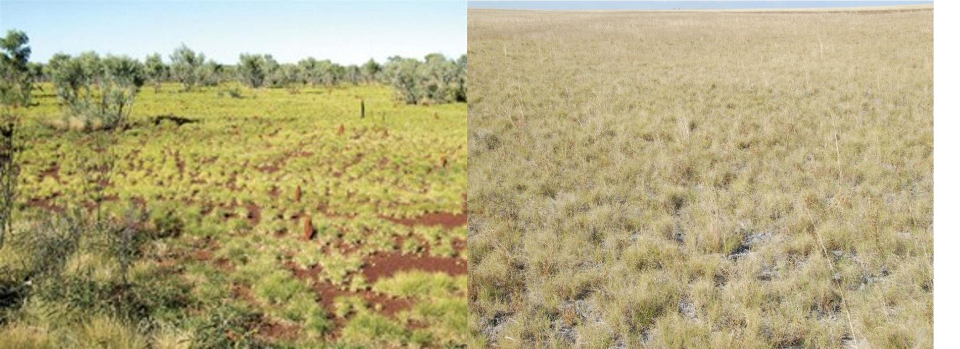 Unlocking the secrets of Kimberley's rangeland pastures: a basic guide ...