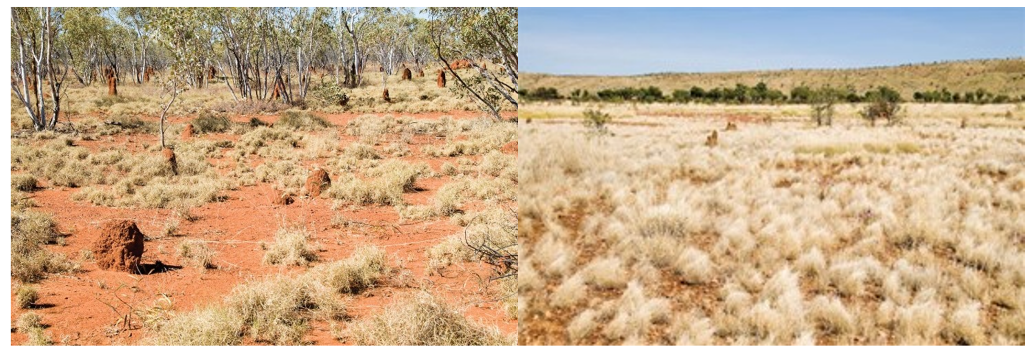 Unlocking the secrets of Kimberley's rangeland pastures: a basic guide ...
