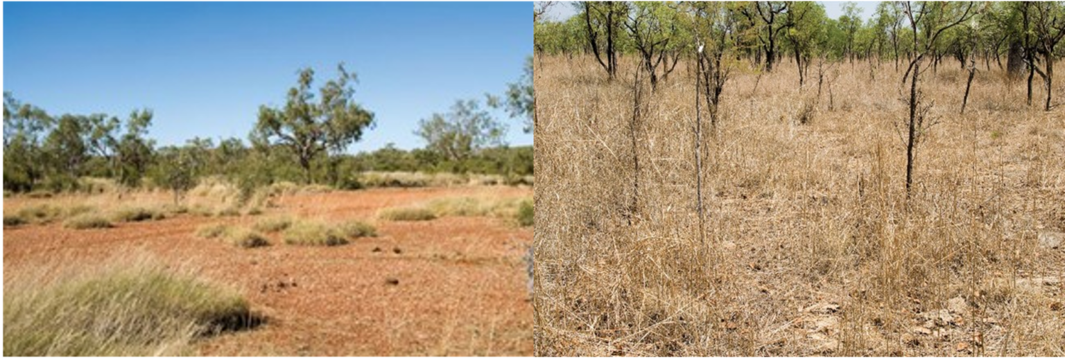 Unlocking the secrets of Kimberley's rangeland pastures: a basic guide ...