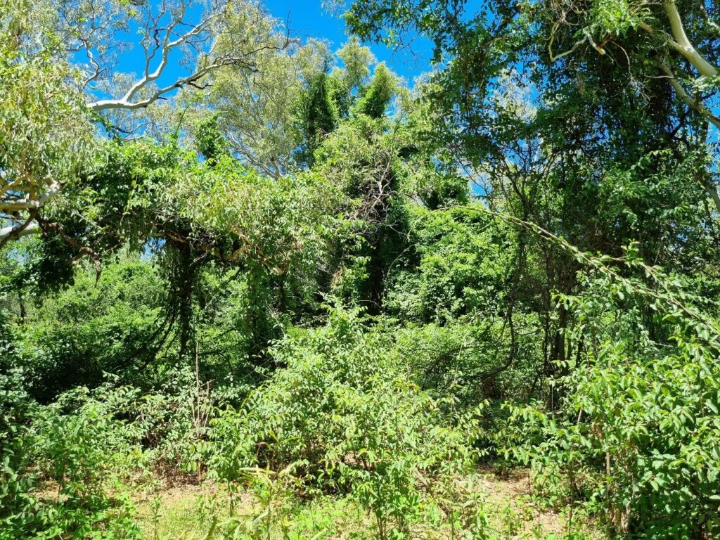 Successful strides in rubber vine eradication: lessons from the East ...