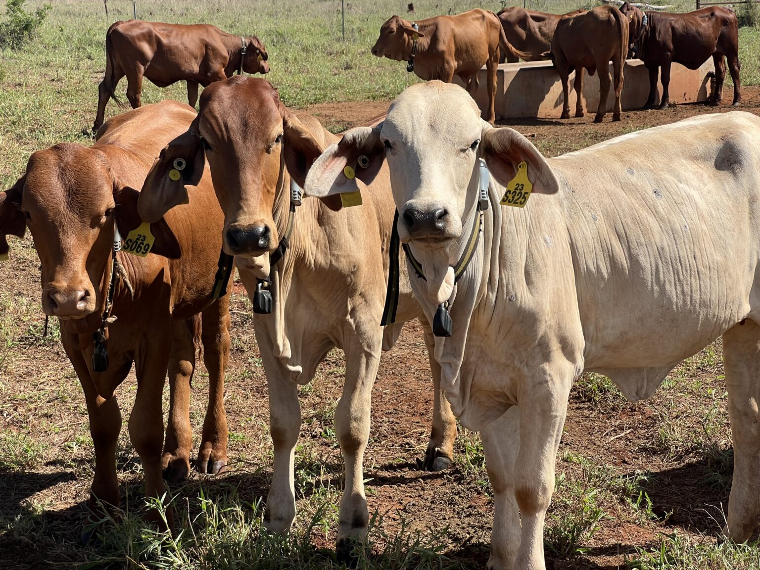 Spyglass Beef Research Facility - FutureBeef