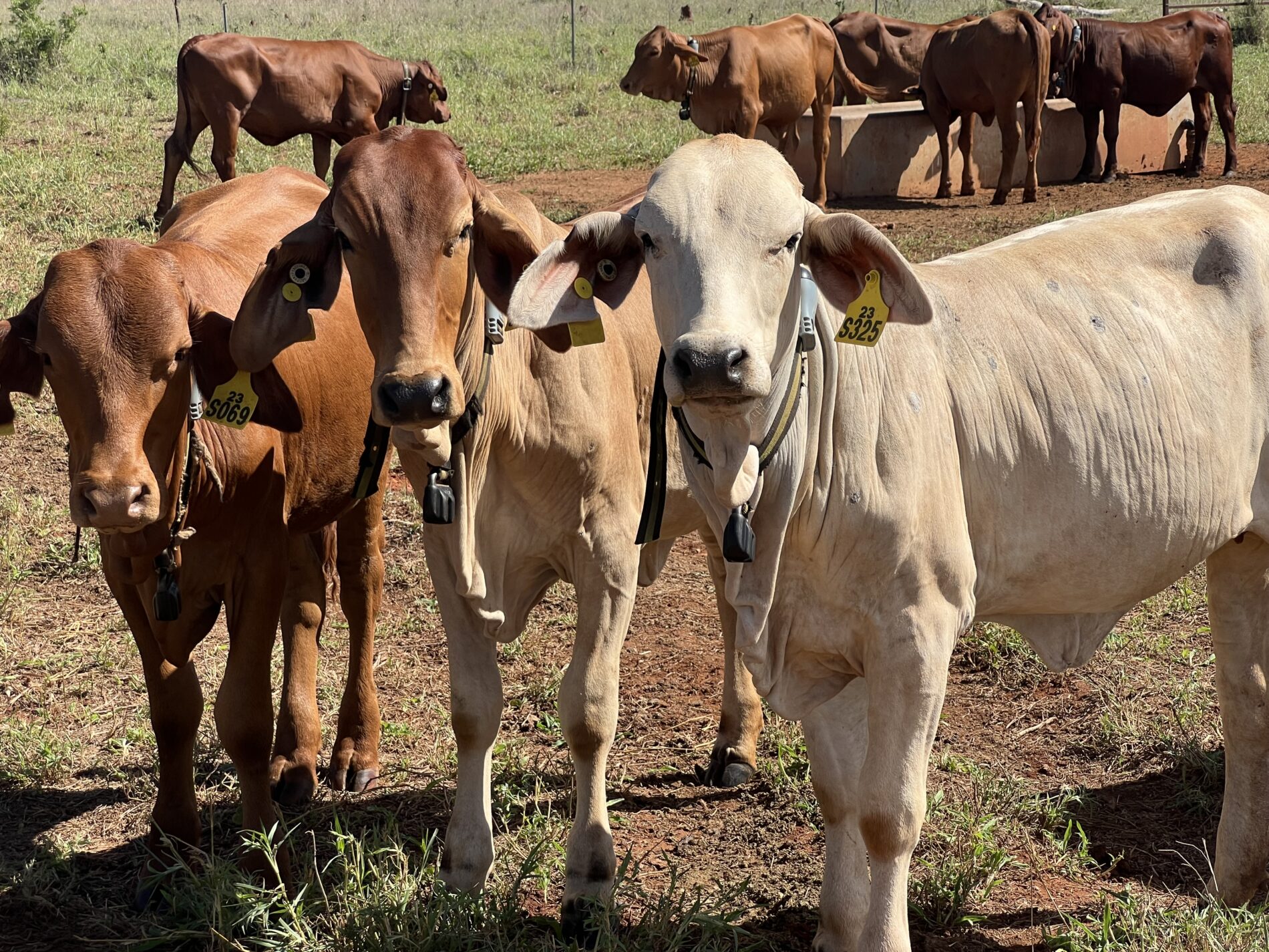 Spyglass Beef Research Facility - FutureBeef