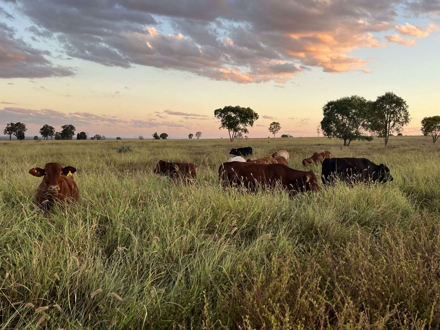 Spyglass Beef Research Facility - FutureBeef
