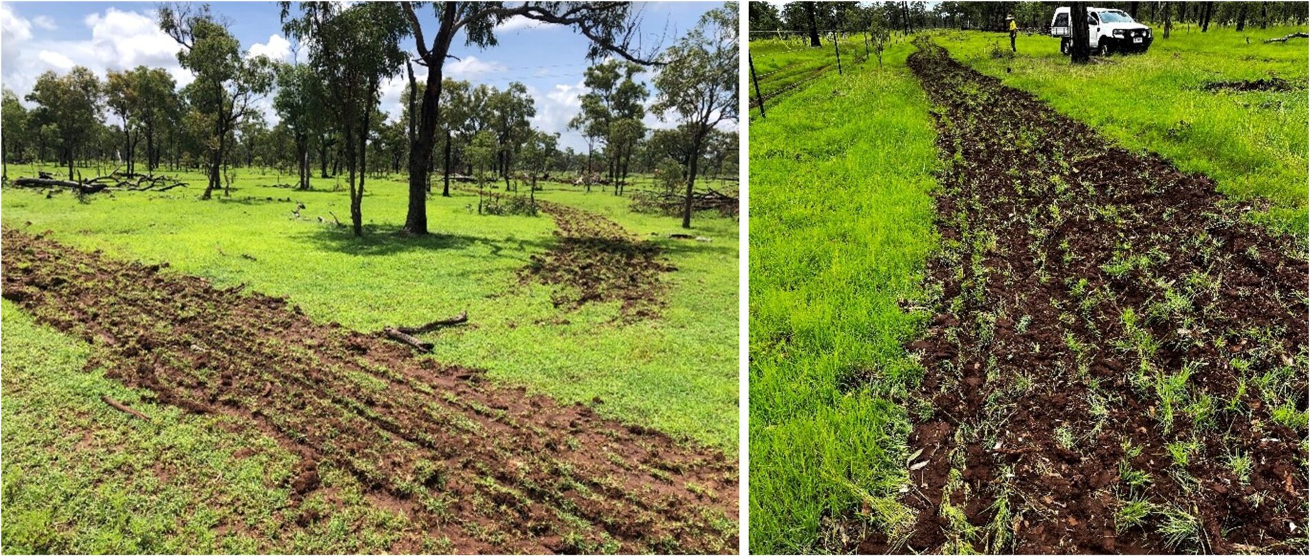Getting stylos into Indian couch and grader grass dominated woodland on ...