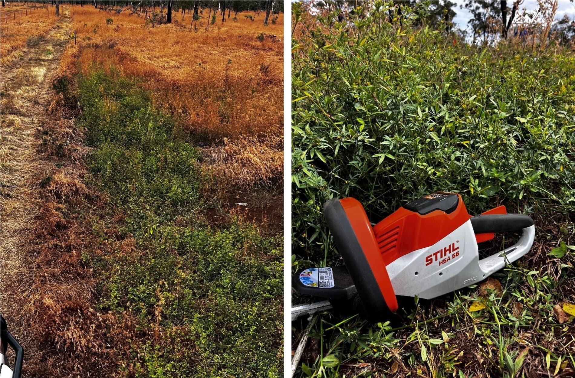 Getting stylos into Indian couch and grader grass dominated woodland on fertile red-basalt soils ...
