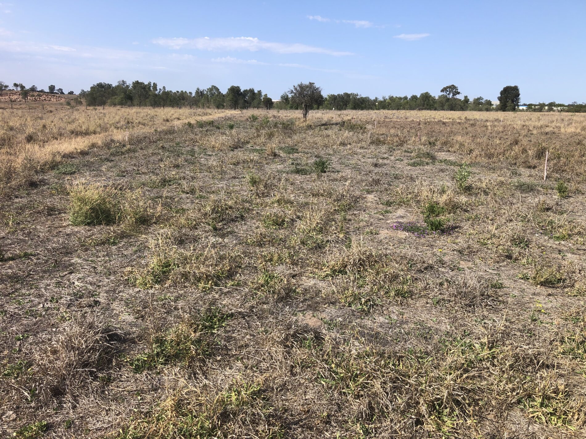 Long-term pasture dieback research shows some clear trends - Sheep Central
