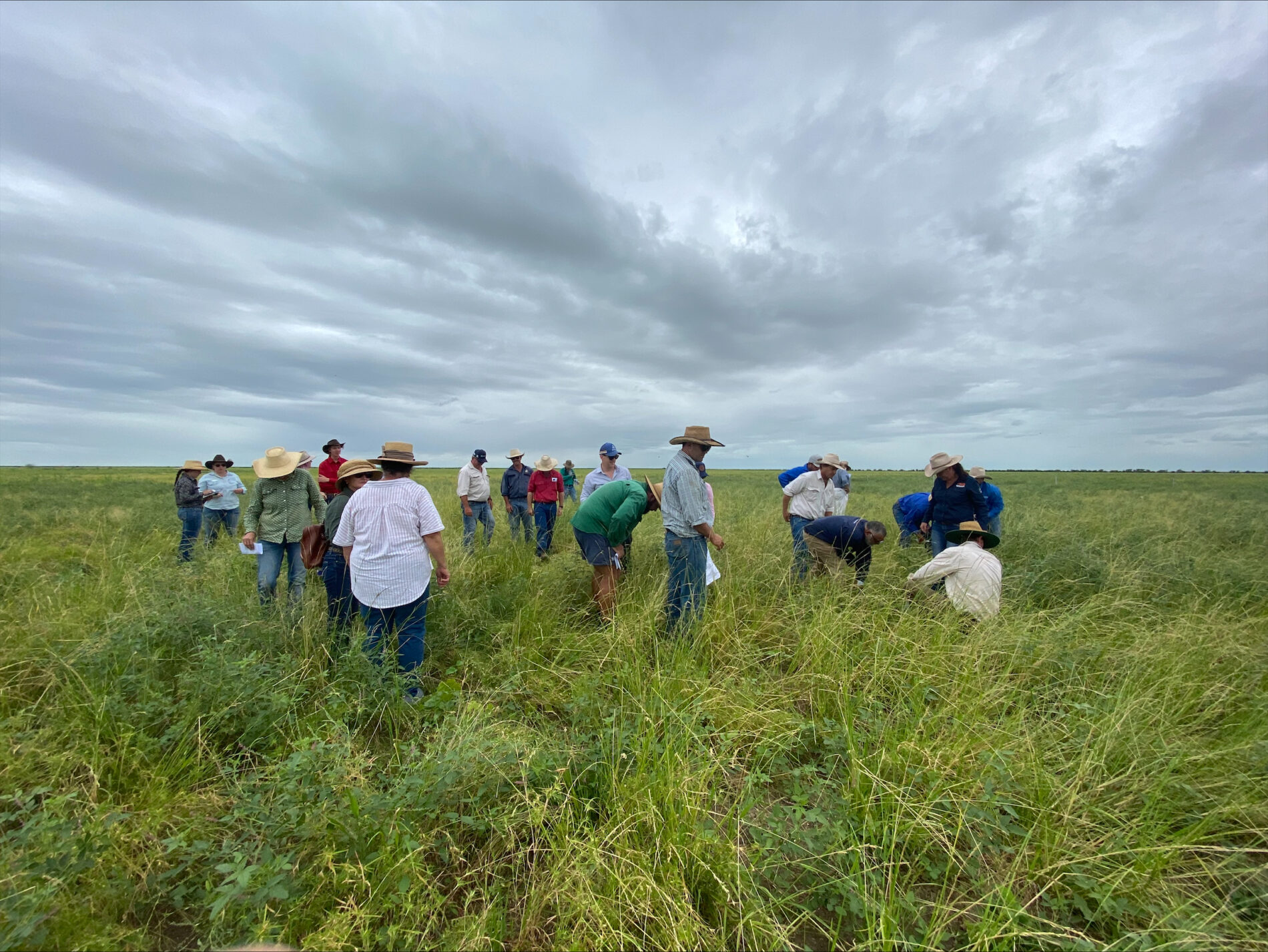 The Northern Downs gets down to business - FutureBeef
