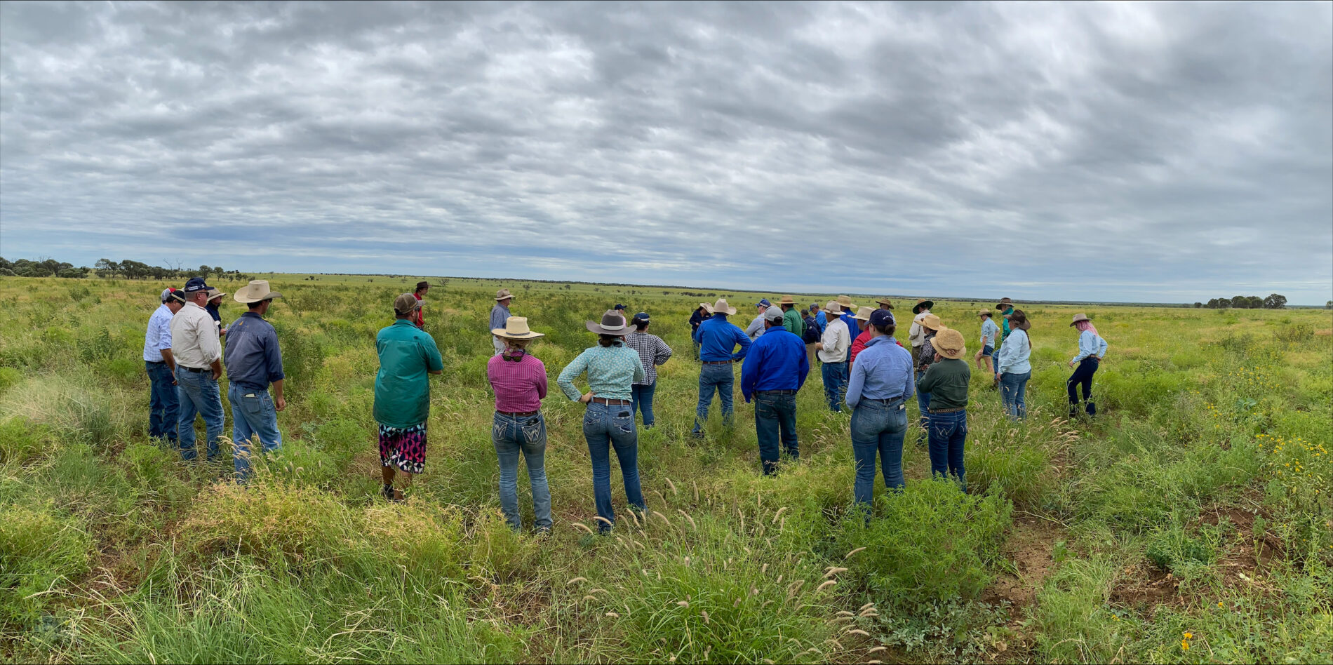 The Northern Downs gets down to business - FutureBeef