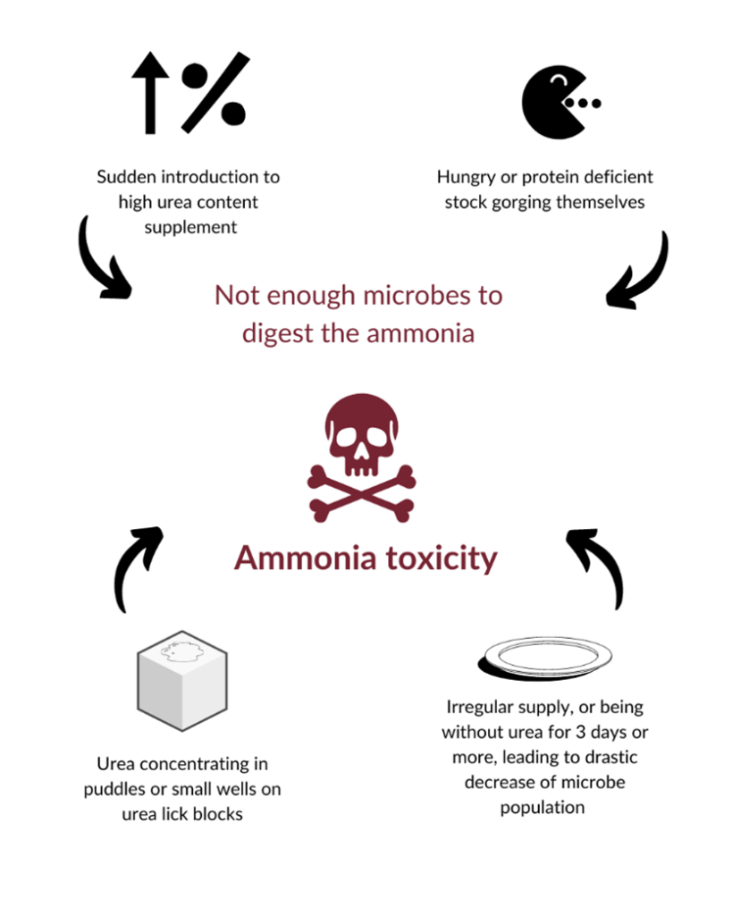 7 strategies to minimise urea poisoning - FutureBeef