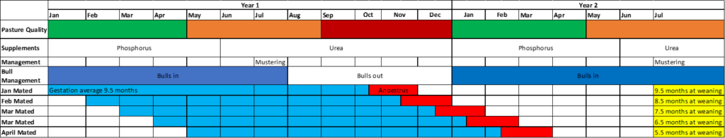 How to get the most out of your breeders in Northern continuous mating systems - FutureBeef