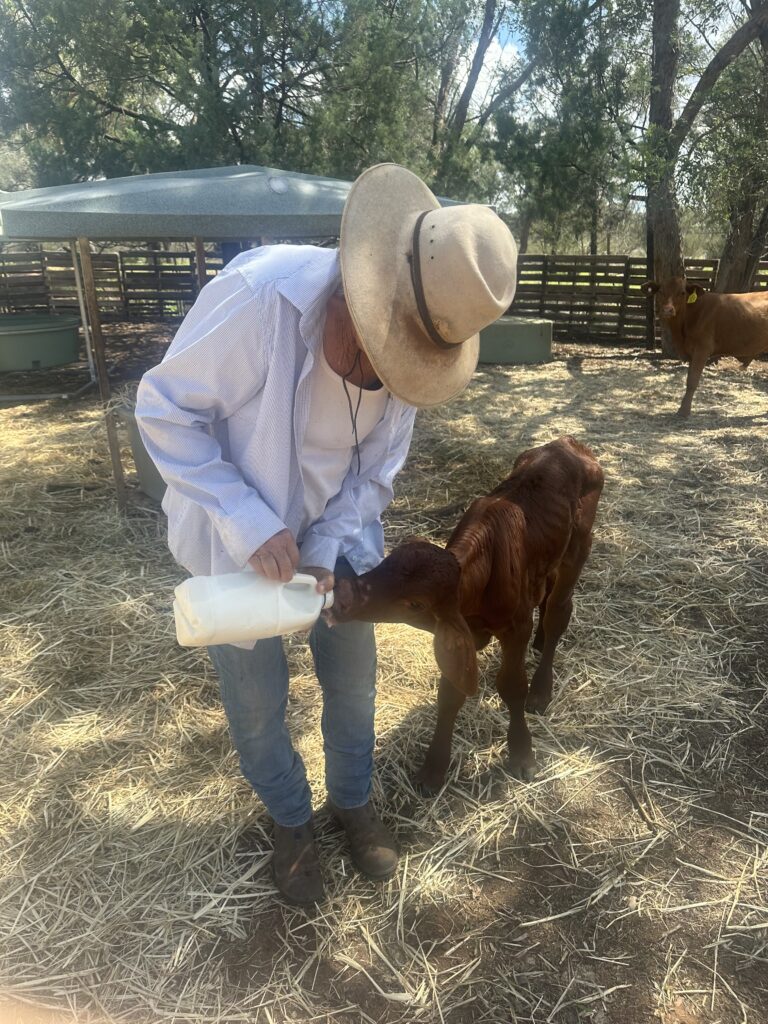 Understanding the young calf - FutureBeef