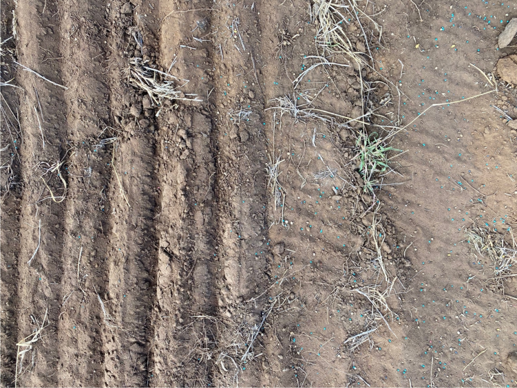 Findings from the Middlemount pasture dieback trial site - FutureBeef