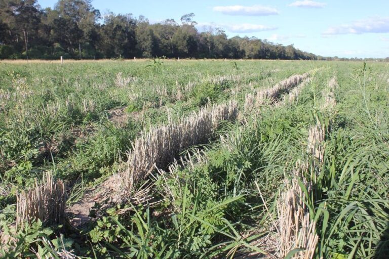 Now is the time to plant your summer perennial pastures in the brigalow ...