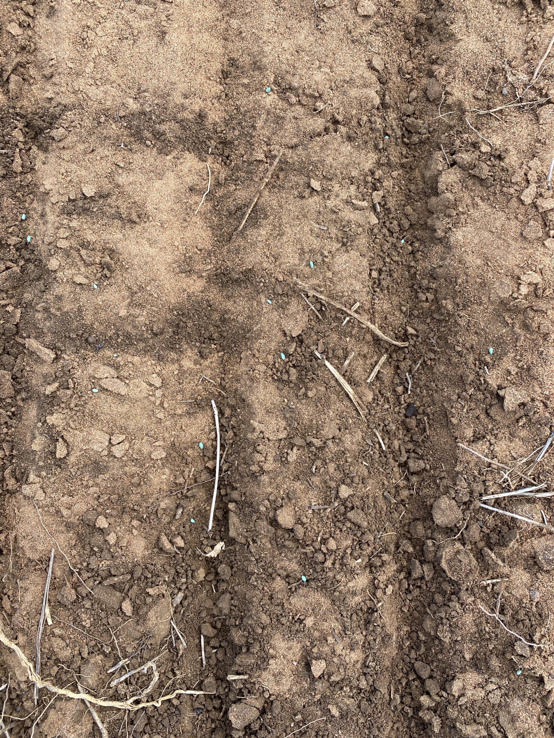 How to achieve good seed-soil contact when planting a pasture - FutureBeef