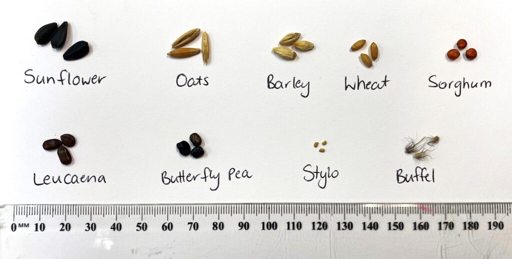 How to achieve good seed-soil contact when planting a pasture - FutureBeef