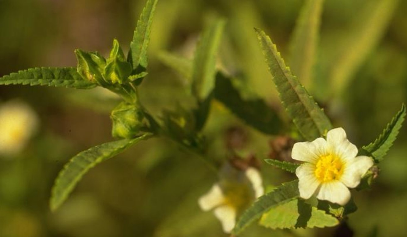 Biological control of Sida - FutureBeef