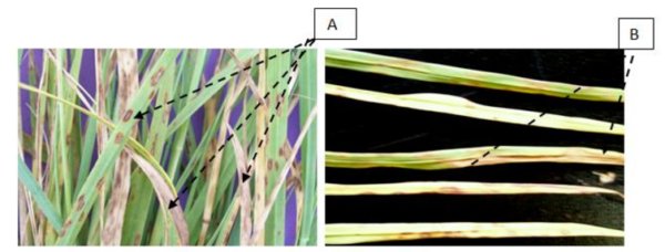 Understanding blight in buffel grass - FutureBeef