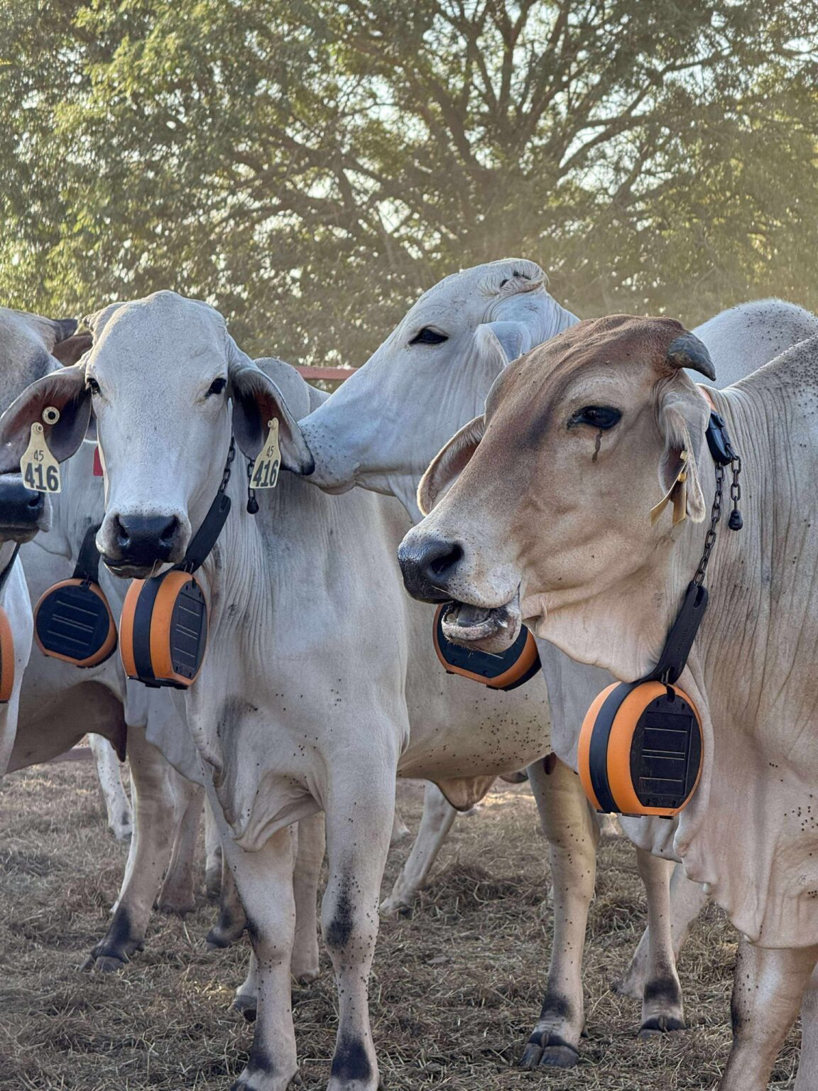 Virtual fencing in the NT - FutureBeef
