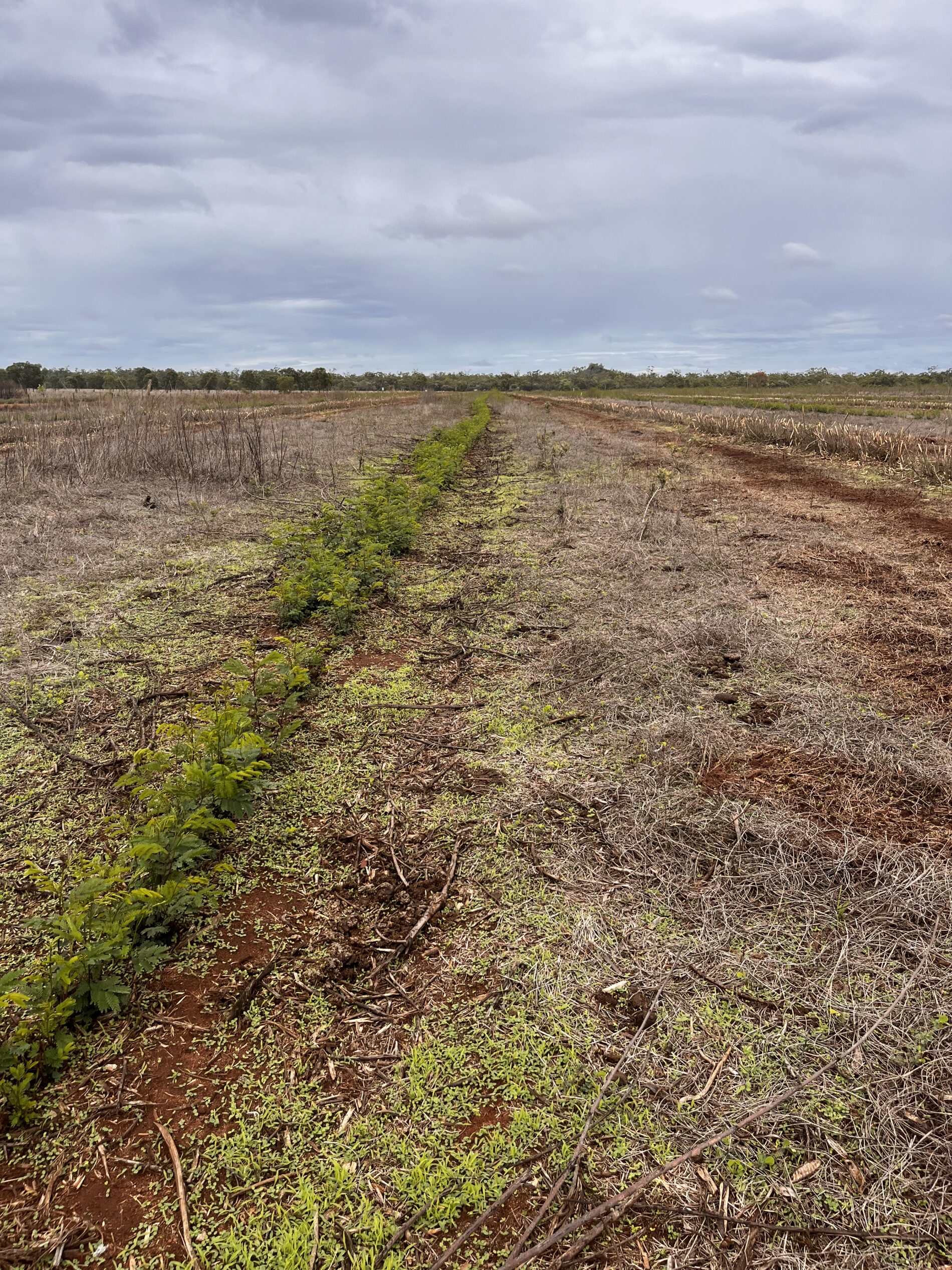 Renovating leucaena pastures to maintain productivity – the north ...