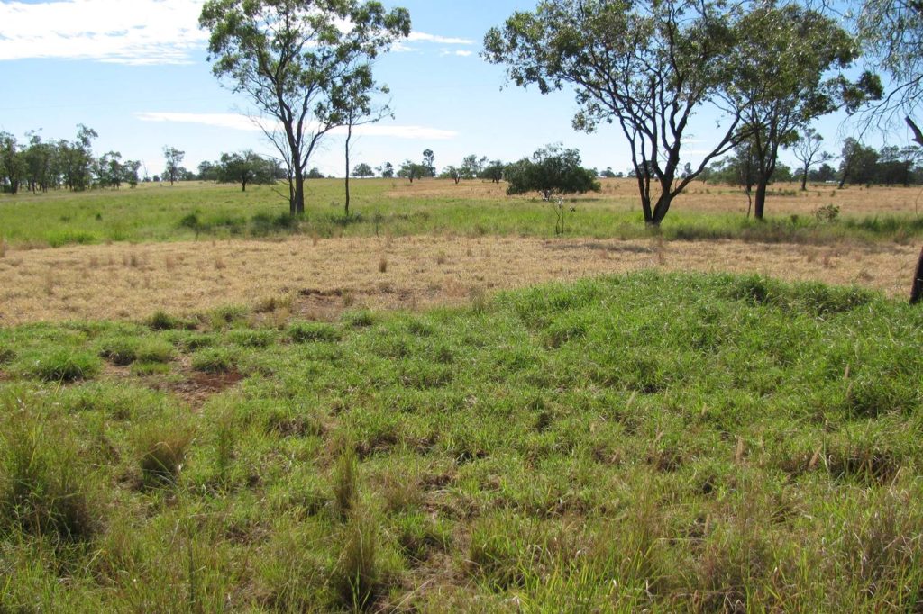 Sown pasture rundown 2: Strategies to increase nitrogen inputs - FutureBeef